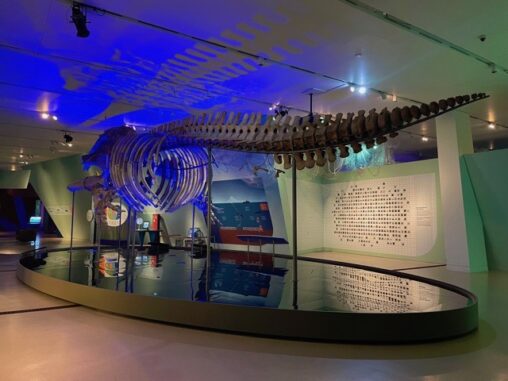 Great Whales Exhibit takes a deep dive into the magnificent creatures