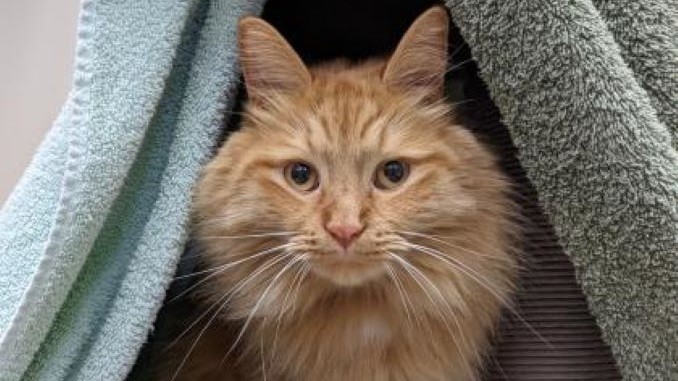 Oliver the cat is looking for a new lovely home in the Toronto area