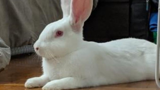 Casey the rabbit is looking for a new lovely home in the Toronto area