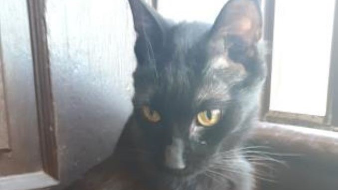 Layla the cat is looking for a new lovely home in the Toronto area