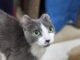 Jennifer the cat is looking for a new lovely home in the Toronto area