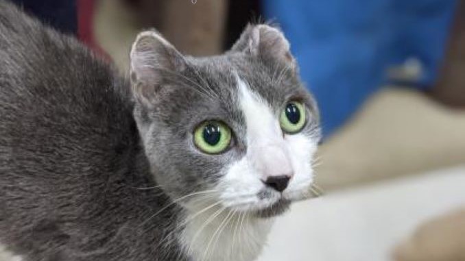 Jennifer the cat is looking for a new lovely home in the Toronto area