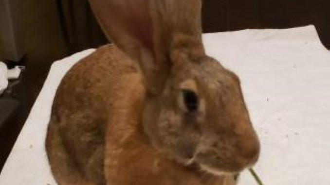 Ora the rabbit is looking for a new lovely home in the Toronto area