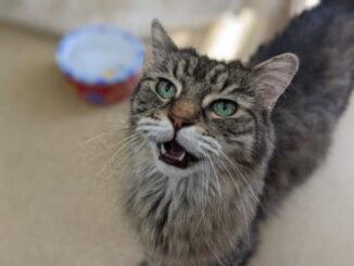 Zara the cat is looking for a new lovely home in the Toronto area