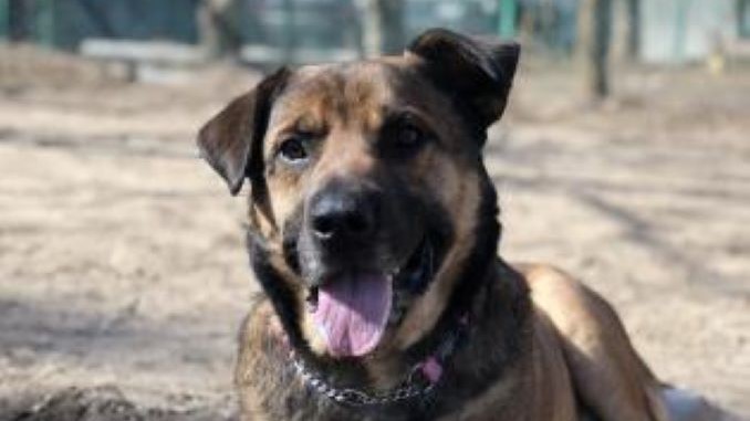 Brover the dog is looking for a new lovely home in the Toronto area