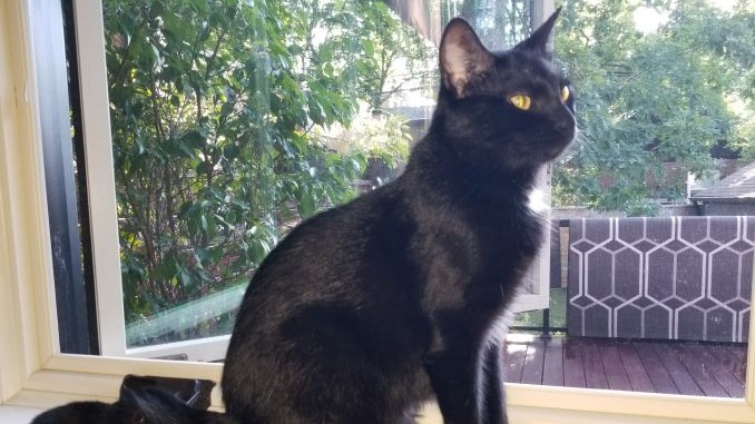 LD the cat is looking for a new lovely home in the Toronto area