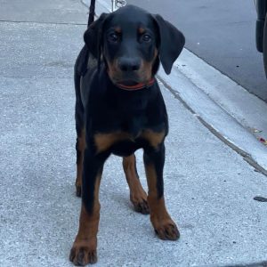 Bob the dog is looking for a new lovely home in the Toronto area
