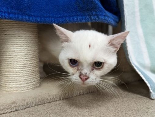 Kiko the cat is looking for a new lovely home in the Toronto area