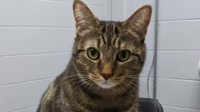 Ty the cat is looking for a new lovely home in the Toronto area