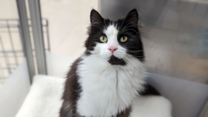 Benji the cat is looking for a new lovely home in the Toronto area