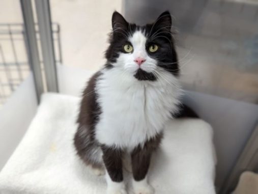 Benji the cat is looking for a new lovely home in the Toronto area