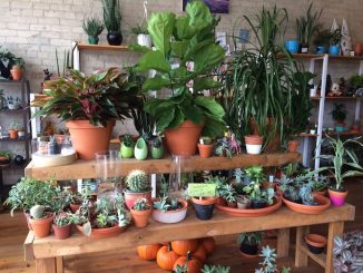 The Best Indoor Plant Stores in Toronto by Neighbourhood