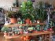 The Best Indoor Plant Stores in Toronto by Neighbourhood