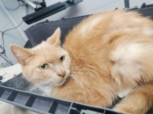 Fanta the cat is looking for a new lovely home in the Toronto area