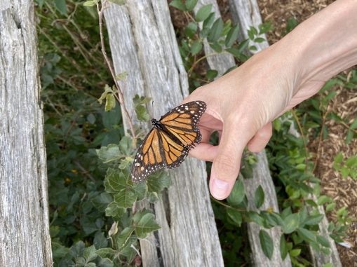 “A Day in the Life” with Toronto Artistic Director Lora Campbell