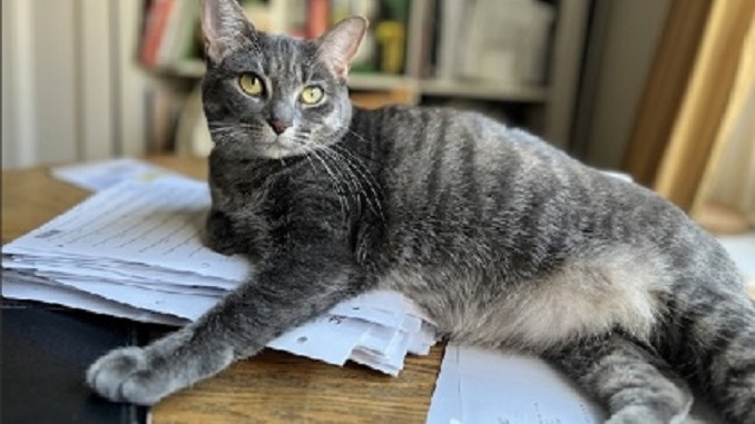 Rocket the cat is looking for a new lovely home in the Toronto area