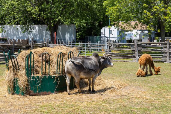 Things To Do on the Toronto Islands