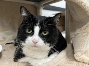 Beanz the cat is looking for a new lovely home in the Toronto area
