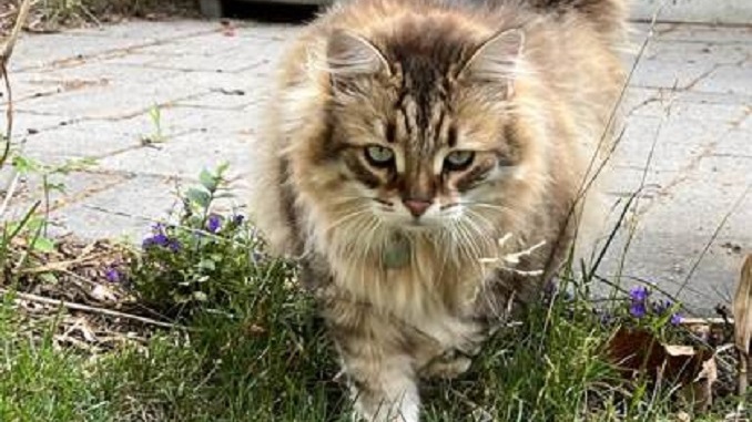 Huxley the cat is looking for a new lovely home in the Toronto area