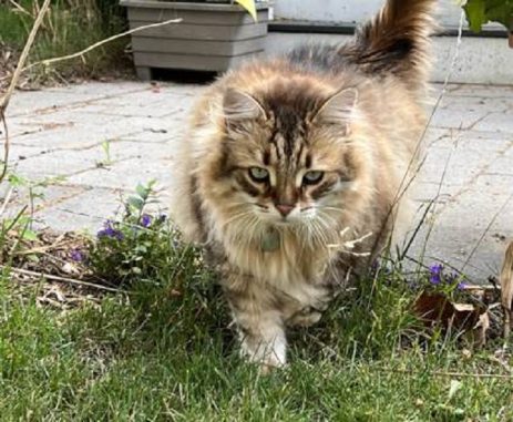 Huxley the cat is looking for a new lovely home in the Toronto area
