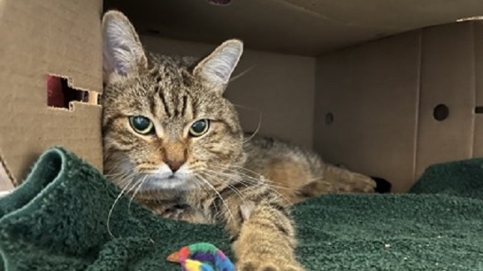 Emperor the cat is looking for a new home in the Toronto area