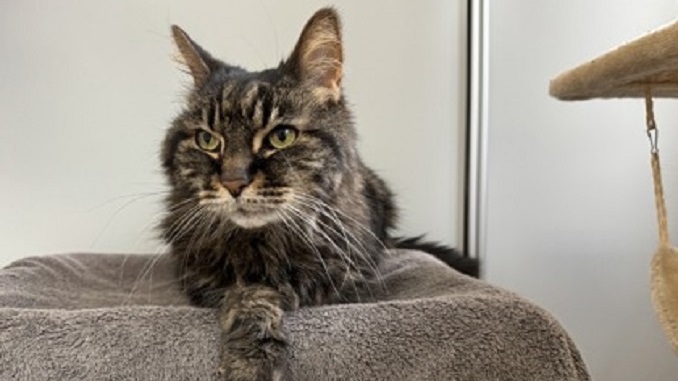 Charles the cat is looking for a new home in the Toronto area