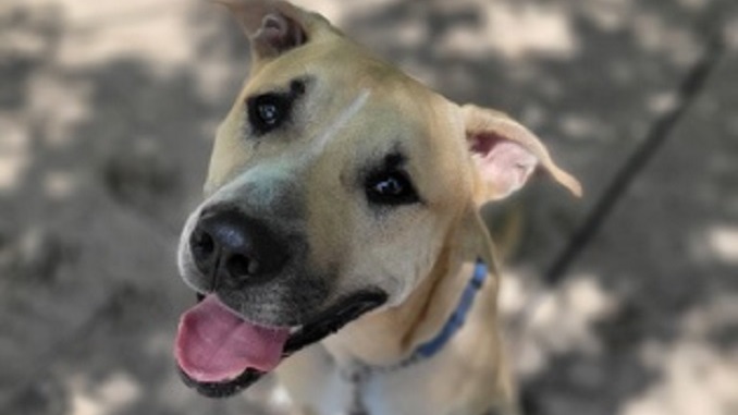 Bailey the dog is looking for a new home in the Toronto area