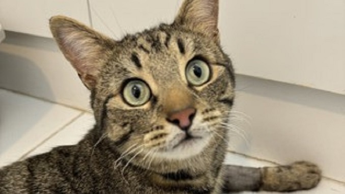 Mio the cat is looking for a new home in the Toronto area