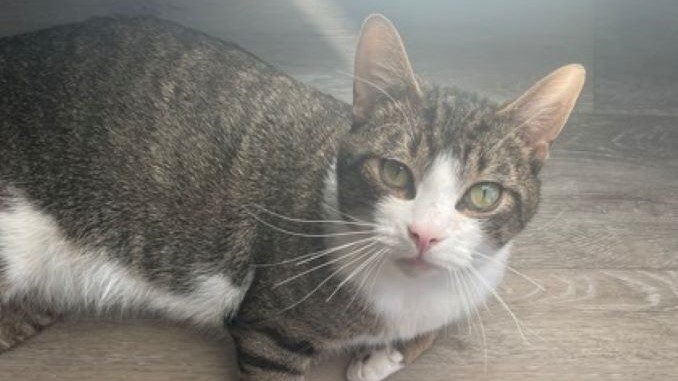 Rufus the cat is looking for a new home in the Toronto area
