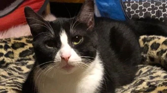 Gia the cat is looking for a new home in the Toronto area