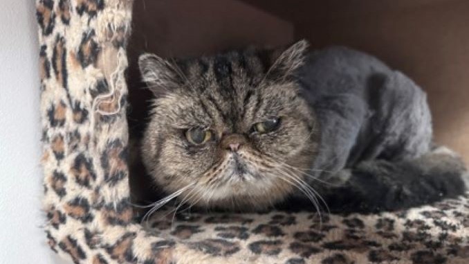 Grace the cat is looking for a new home in the Toronto area