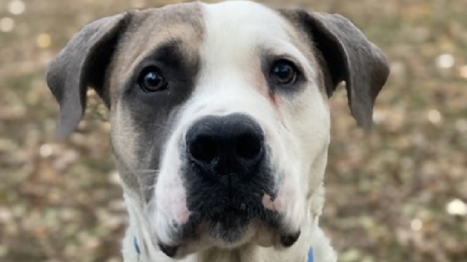 Todd the dog is looking for a new home in the Toronto area
