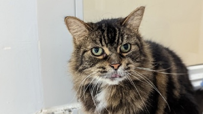 Molly the cat is looking for a new home in the Toronto area