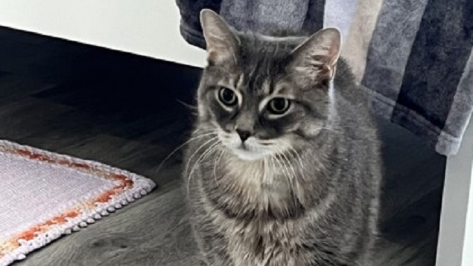 Linus the cat is looking for a new home in the Toronto area