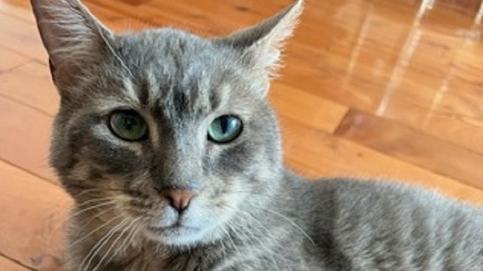 Mercury the cat is looking for a new home in the Toronto area