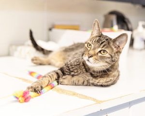 Tanner the cat is looking for a new home in the Toronto area