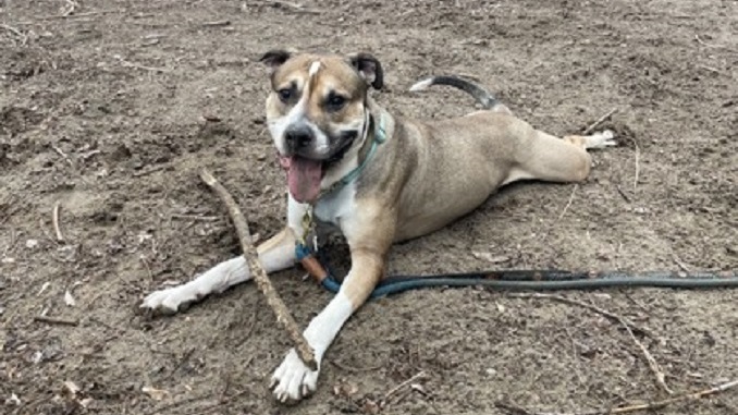 Bronco the dog is looking for a new home in the Toronto area