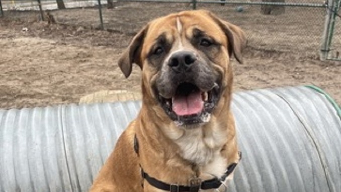 Marmaduke the dog is looking for a new home in the Toronto area
