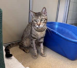 Marcus the cat is looking for a new home in the Toronto area