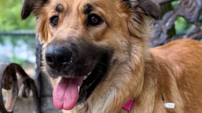 Champion the dog is looking for a new home in the Toronto area
