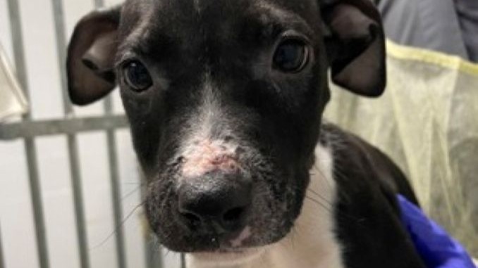 Emmett the dog is looking for a new home in the Toronto area